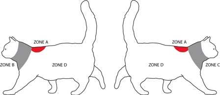 Local authorities: how to handle dead cats | Our advice | Cats Protection