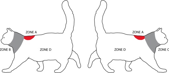 Local authorities: how to handle dead cats | Our advice | Cats Protection