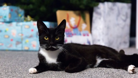 Cats at Christmas | Help & Advice | Cats Protection