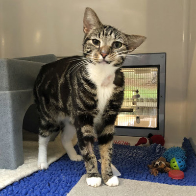 Moggy with drooping ear looking for new owner | Cats Protection