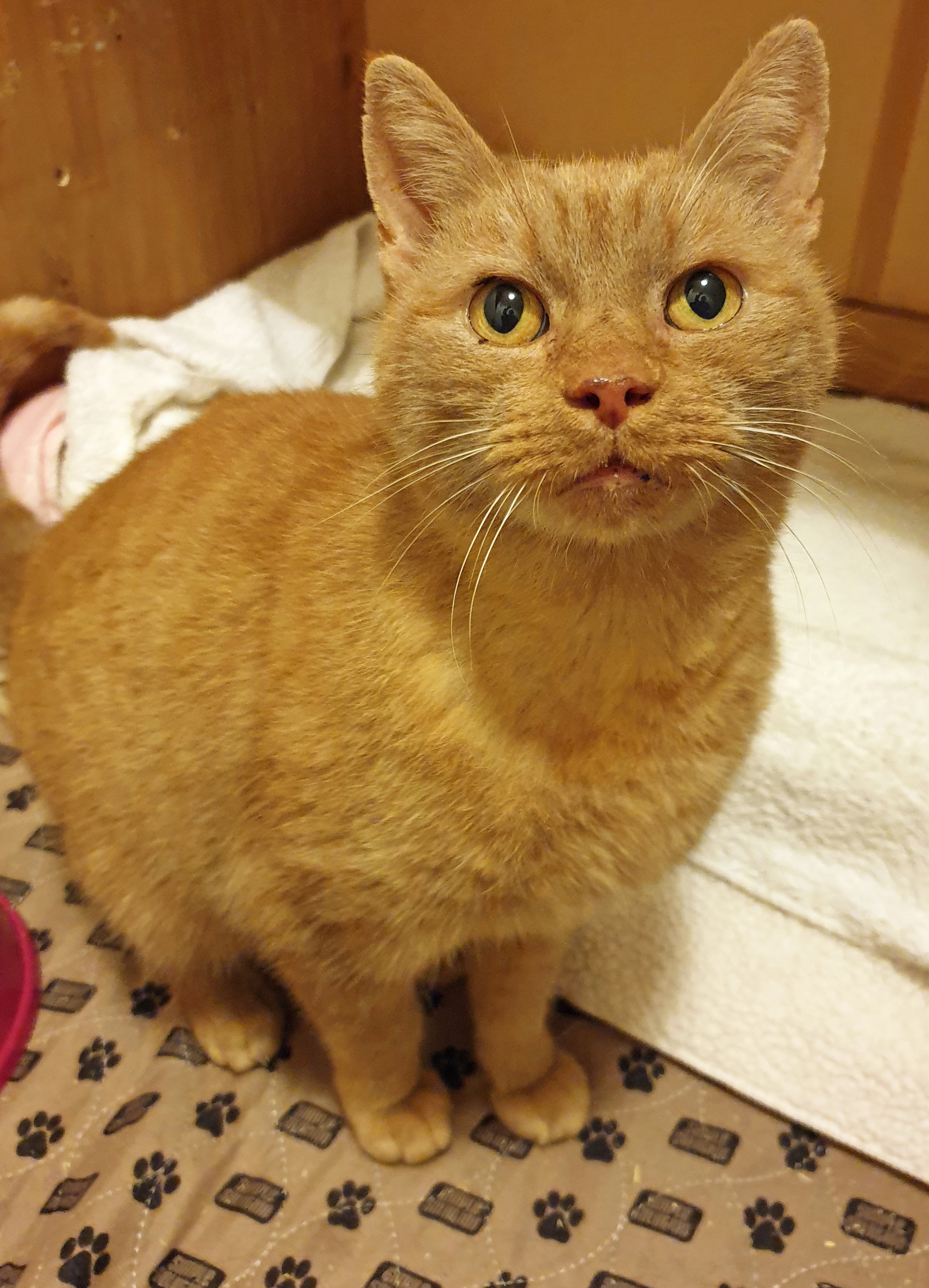 Miraculous moggy Matty loses one of his lives | Cats Protection