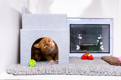 Hide & Sleep® by Cats Protection | Cats Protection