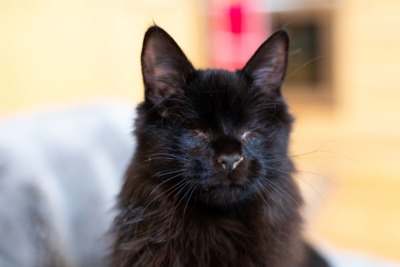 Blind Cats | How to Look After Blind Cats | Cats Protection