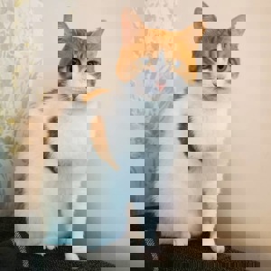 Three-Legged Cats | Disabled Cats | Cats Protection