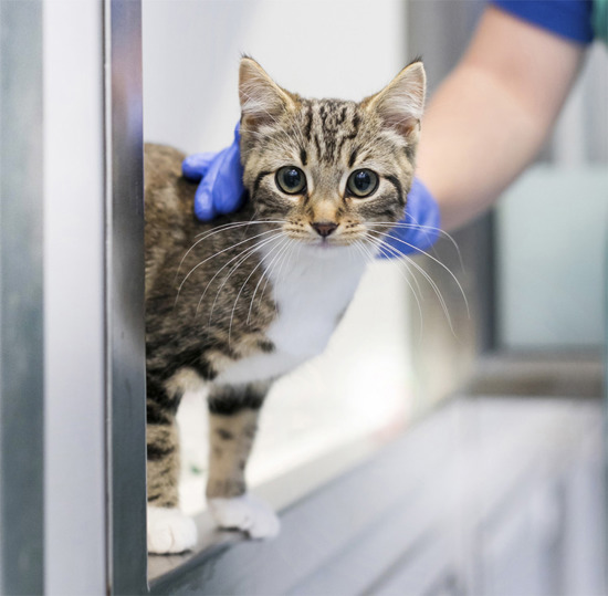 Clinical EMS placements at Cats Protection | Cats Protection
