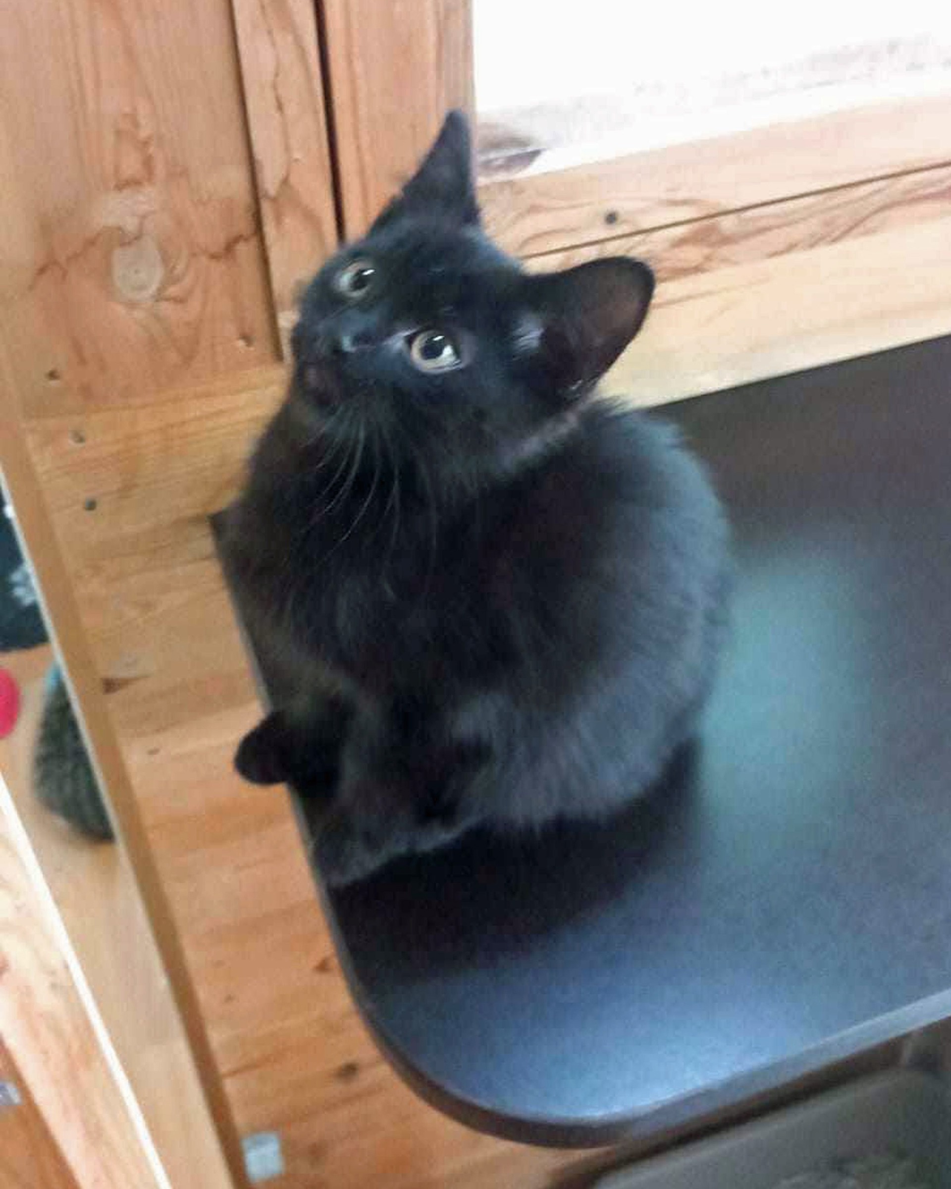 Kittens thriving after being found on Christmas Eve | Cats Protection
