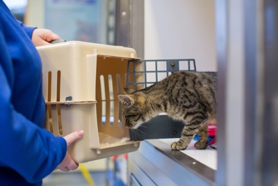 Bringing a Cat Home | Help & Advice | Cats Protection