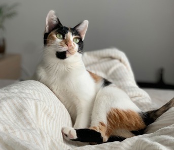 Bringing a Cat Home | Help & Advice | Cats Protection