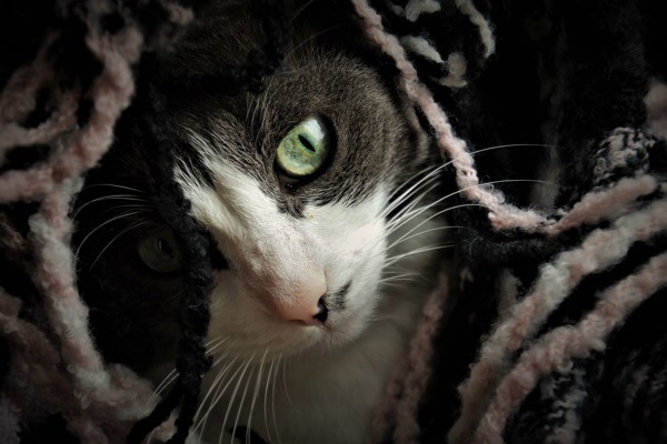 Managing Cat Behaviour | Our Quick Guide | Cats Protection