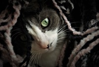 Shy Cats - How to Help Your Cat Relax | Cats Protection
