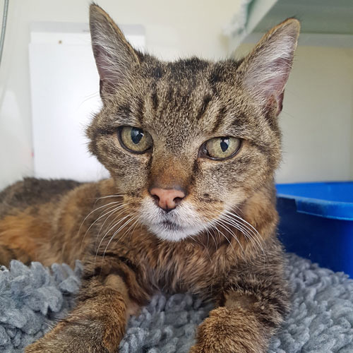 Cats Protection East Surrey, Caterham & Redhill