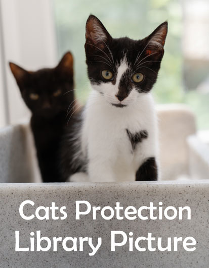 Cats Protection Cheltenham & Tewkesbury Branch