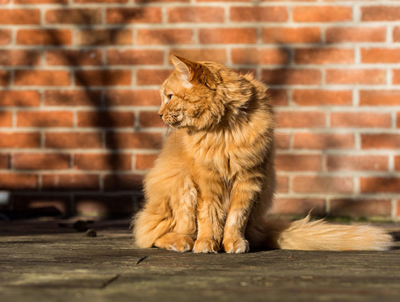 Heatstroke in cats | Help and Advice | Cats Protection