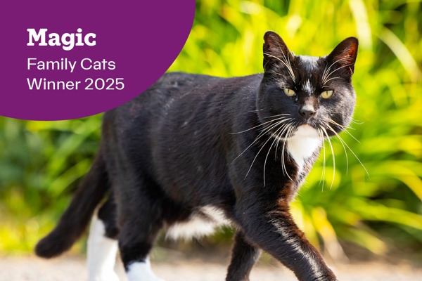 National Cat Awards 2025 | Events | Cats Protection