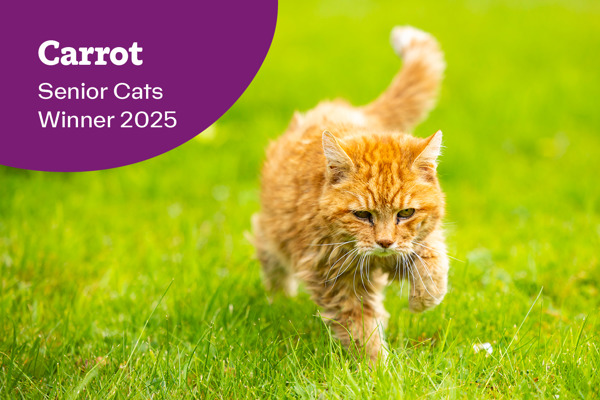 National Cat Awards 2025 | Events | Cats Protection