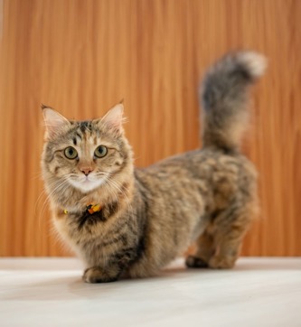 Dwarfism in cats | Extreme traits | Cats Protection