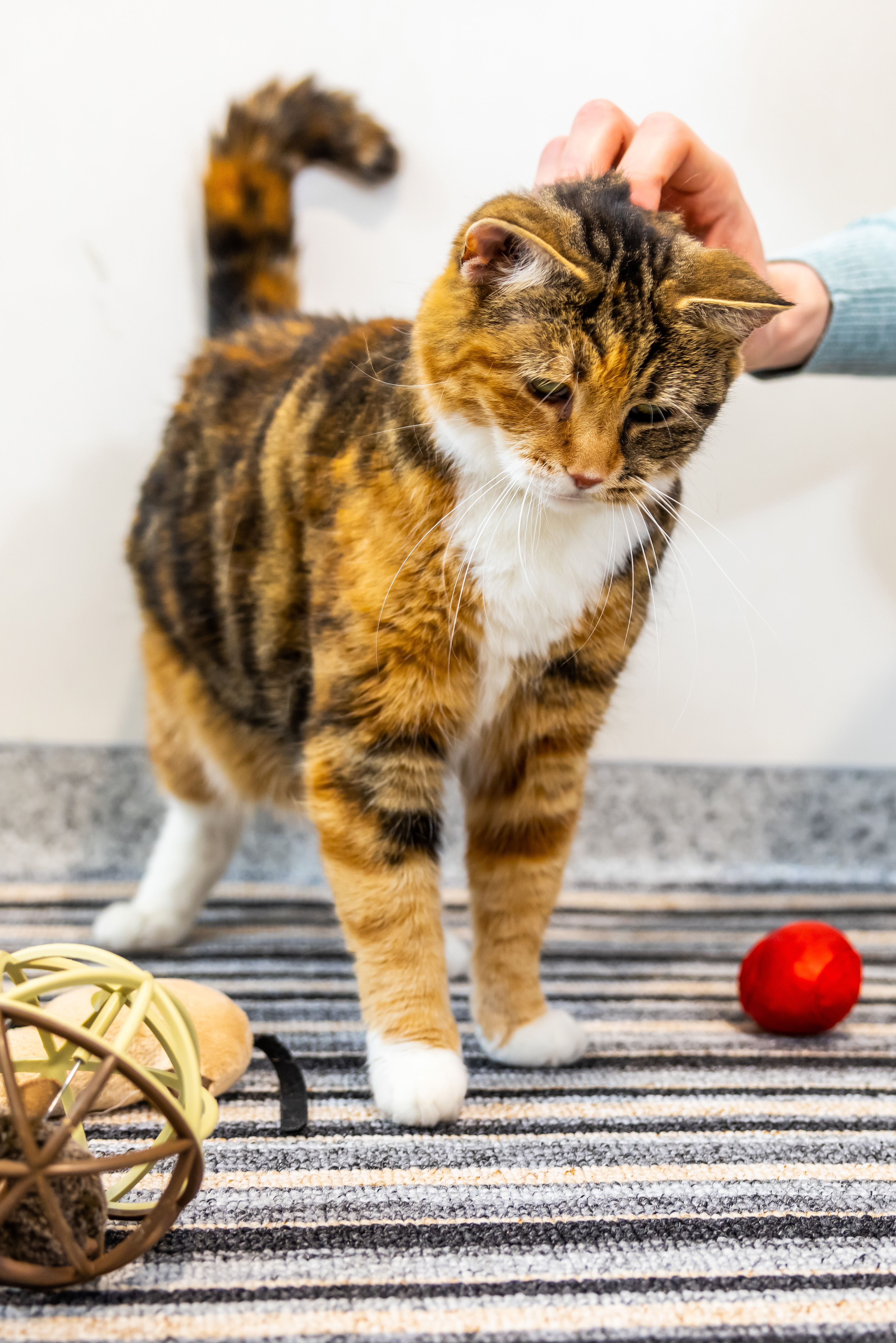 Streaming basics | Stream for cats | Cats Protection