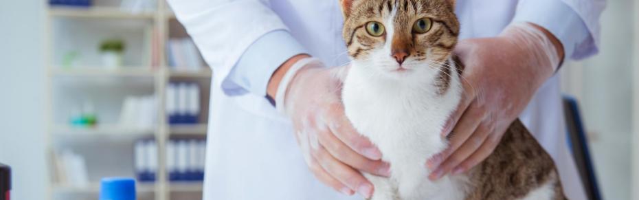 Cat Behaviour Conference | Sign up today | Cats Protection