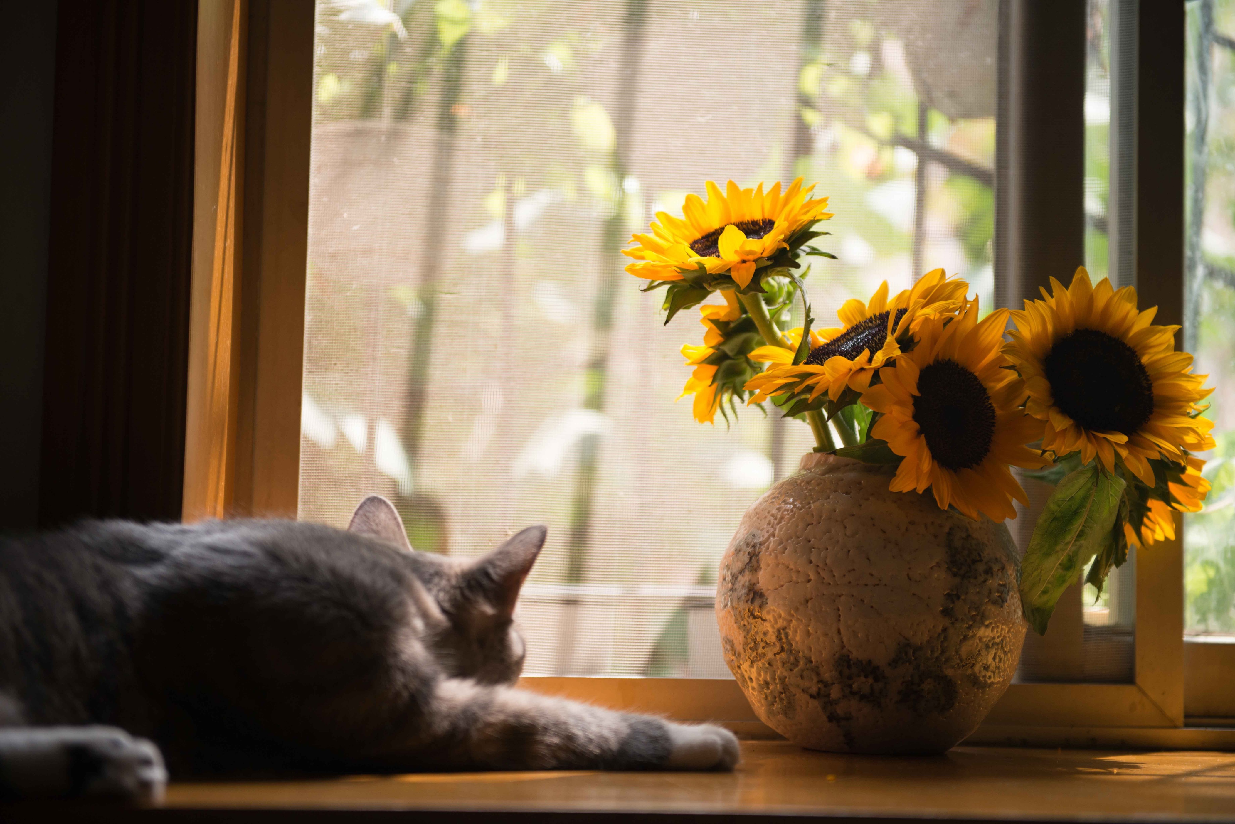 In memory of a beloved cat | In memory | Cats Protection