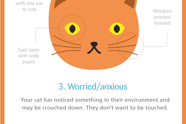 Feline Behaviour Explained Why Does My Cat…