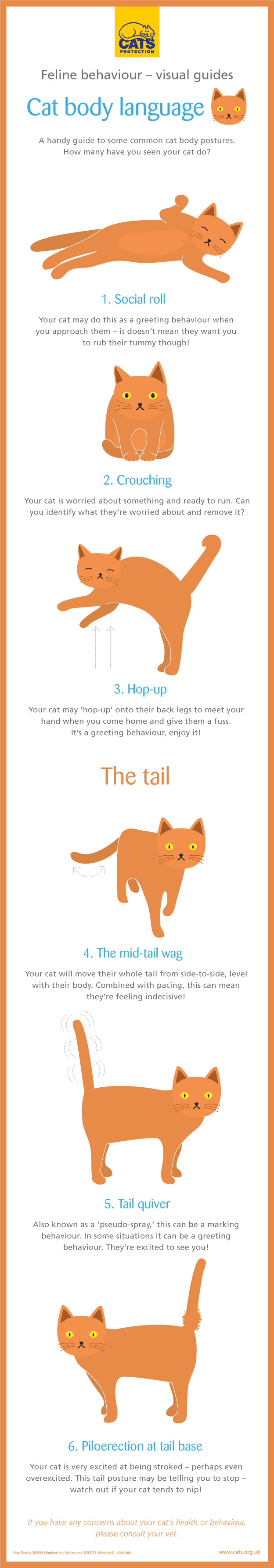 Cat Body Language Translation