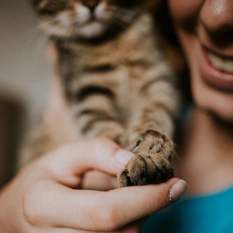 In memory of a beloved cat | In memory | Cats Protection