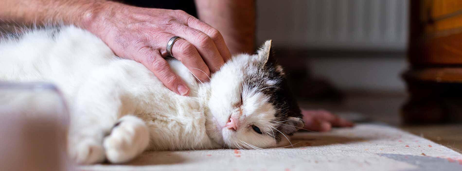 Giving in memory | Support us | Cats Protection