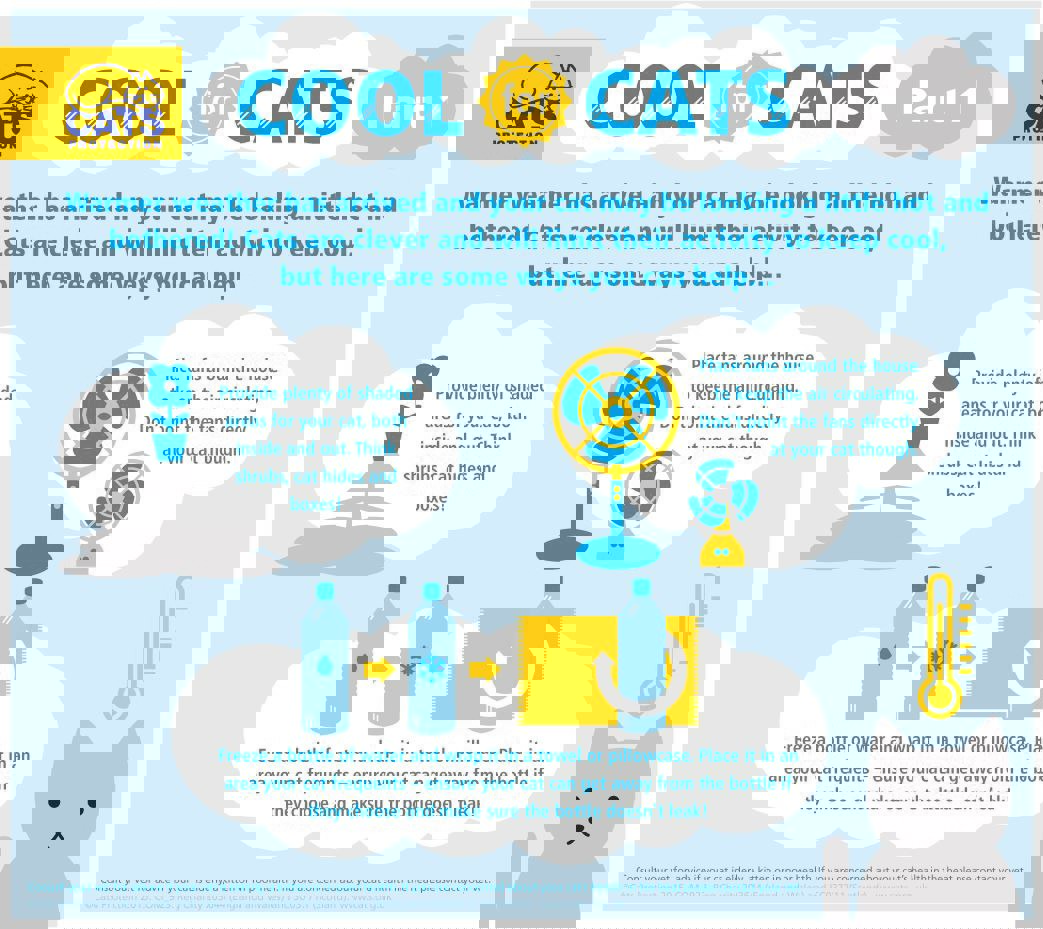 8 tips to get your cat to drink more | Meow Blog