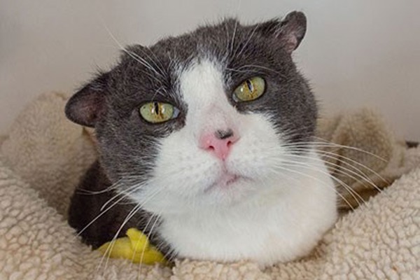 Purrfectly Imperfect disabled cats get a second chance