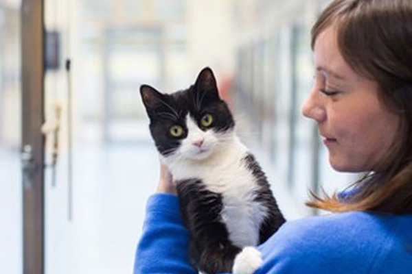 Paws Protect: Helping cat owners flee domestic abuse