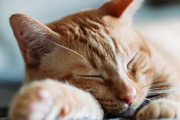 Clear clutter for cats | Meow Blog