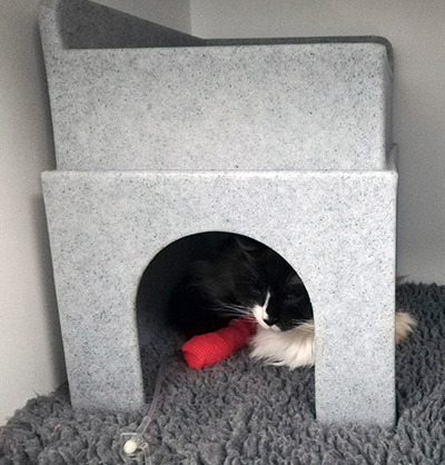 Hide & Sleep® | For vets and nurses | Cats Protection