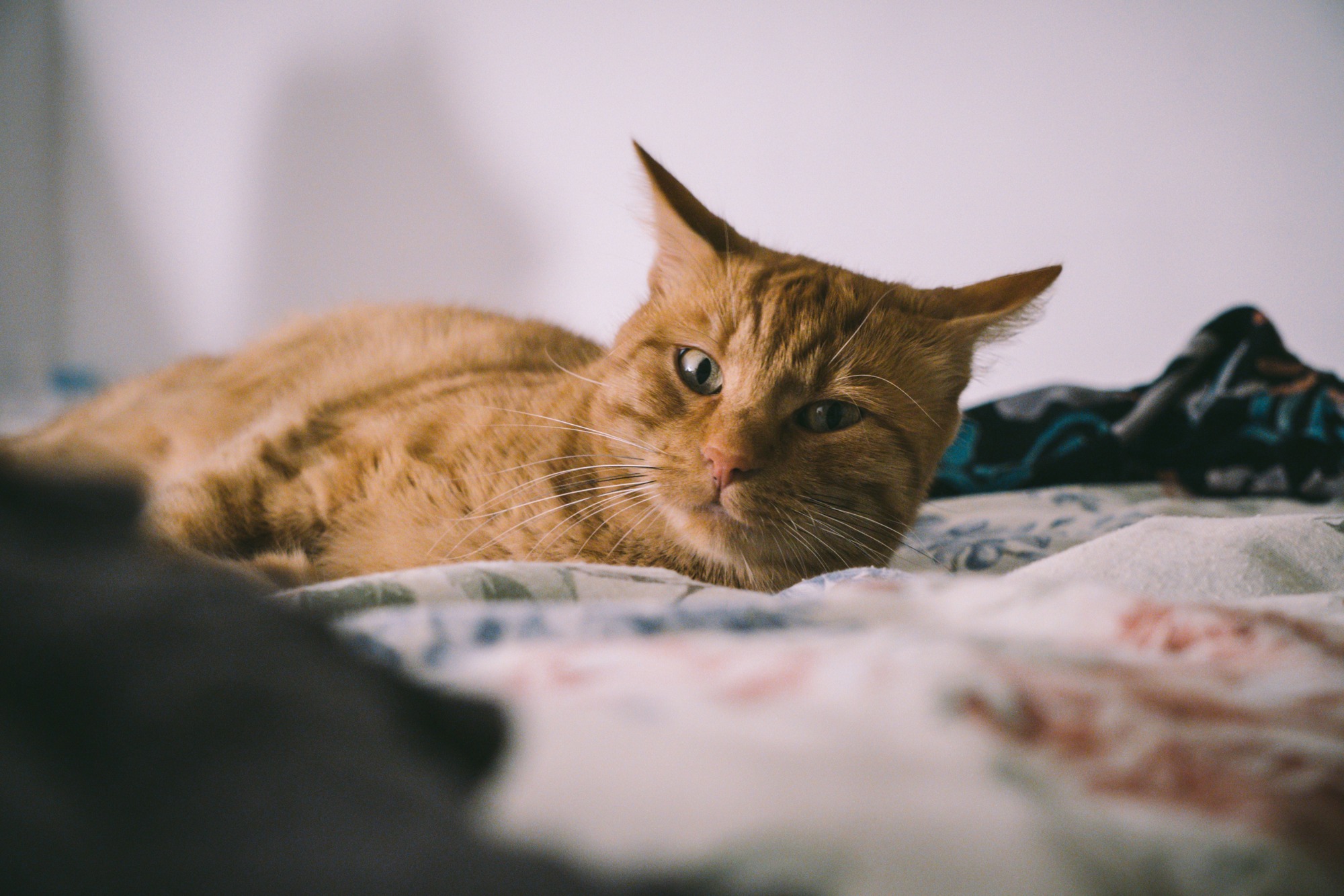 Microchipping cats | What you need to know | Cats Protection