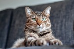 How to care for your cat after an operation |Cats Protection