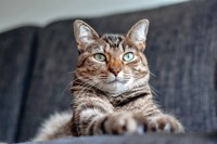Lost Cat - What to do if your cat goes missing | Cats Protection