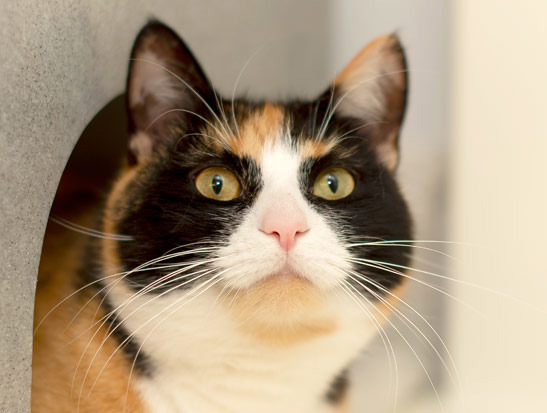 Donate | Help cats and kittens in care | Cats Protection