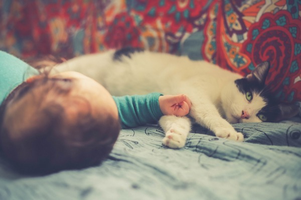 Cats and Babies - Information and Advice | Cats Protection