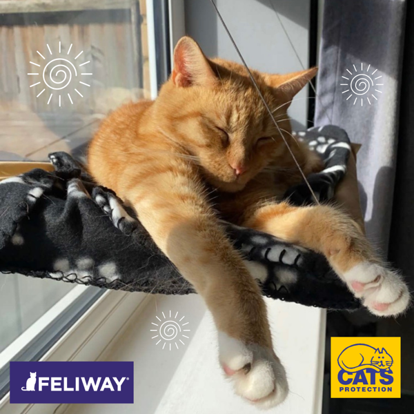 Ceva– FELIWAY® | Cats Protection