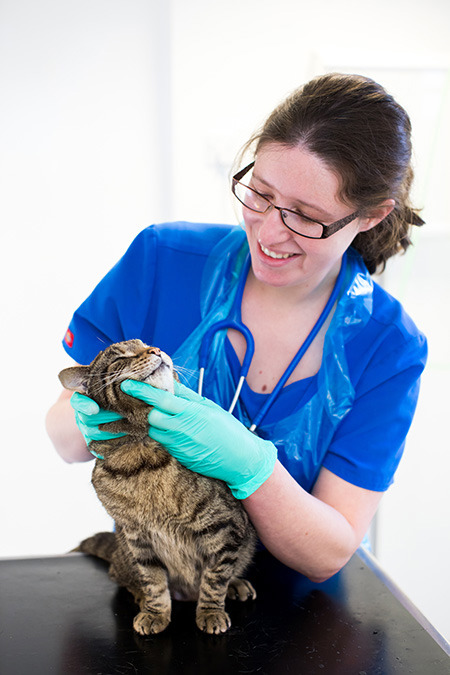 Welcome to Cats Protection’s CPD academy!