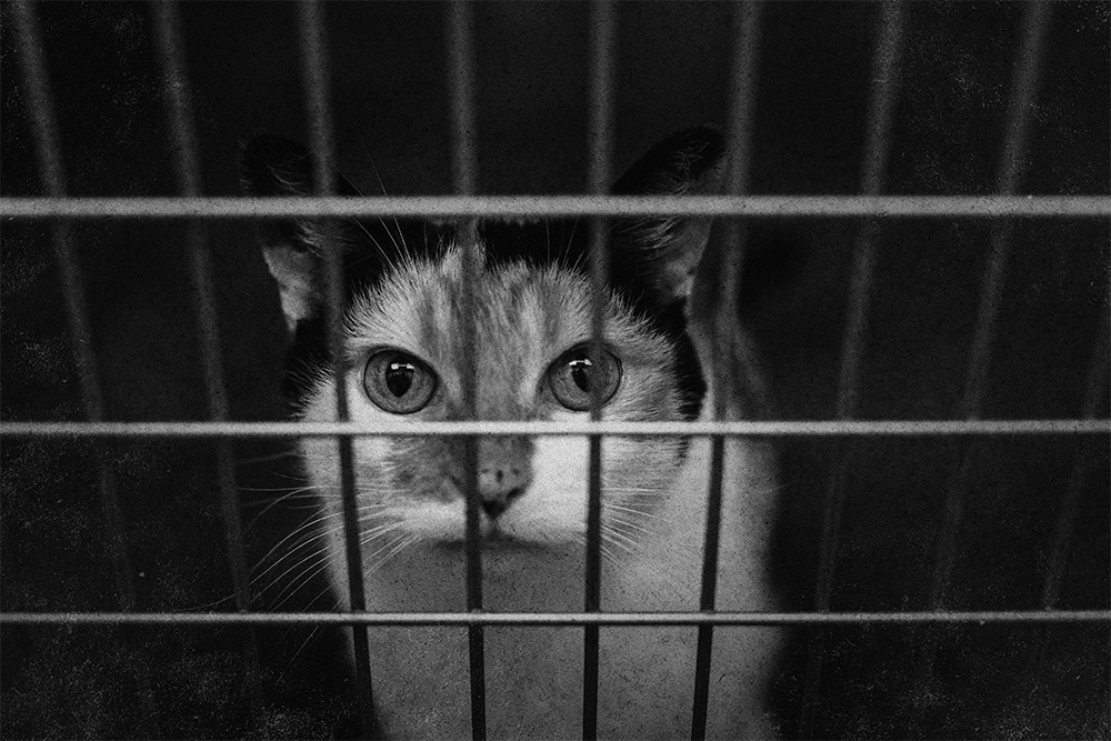 Moving Animals Across Borders report | Cats Protection