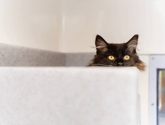 Adopt a Cat | Find a Cat To Adopt | Cats Protection