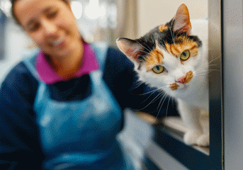 About Cats | Who are Cats Protection? | Cats Protection