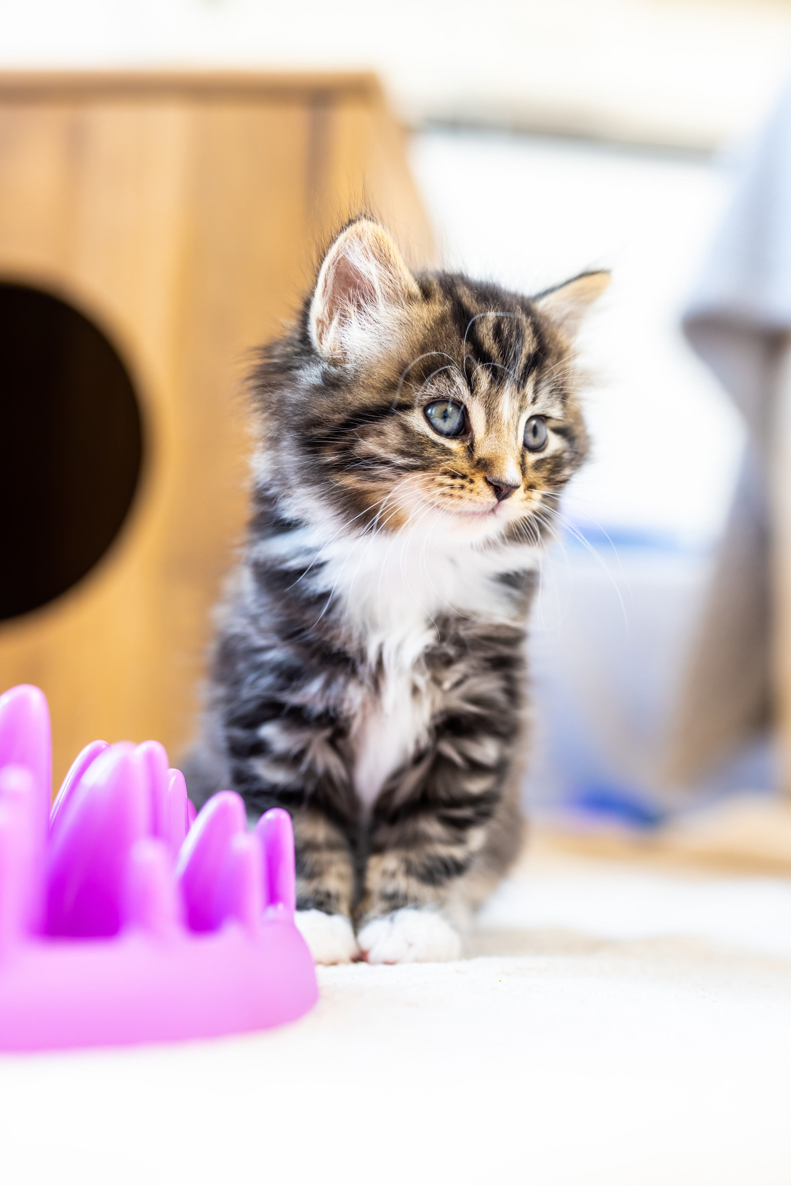 Corporate partnerships | Support us | Cats Protection