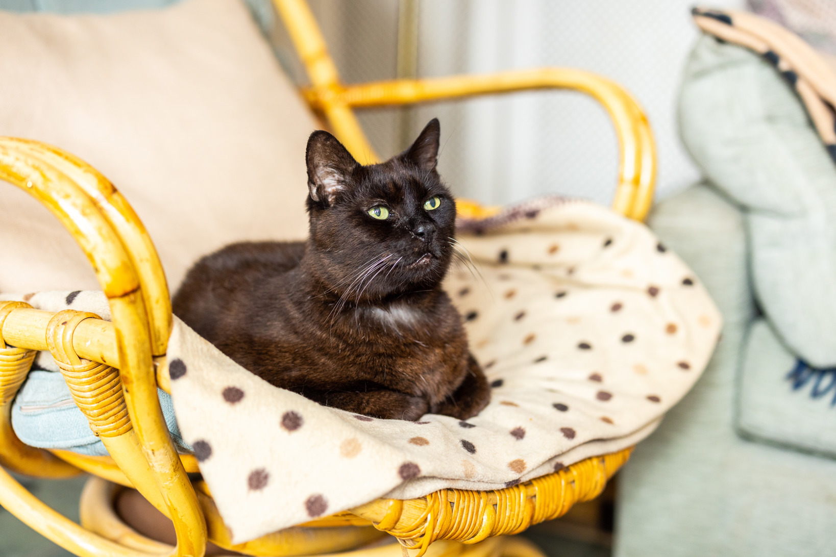 Volunteer with cats | Volunteering | Cats Protection