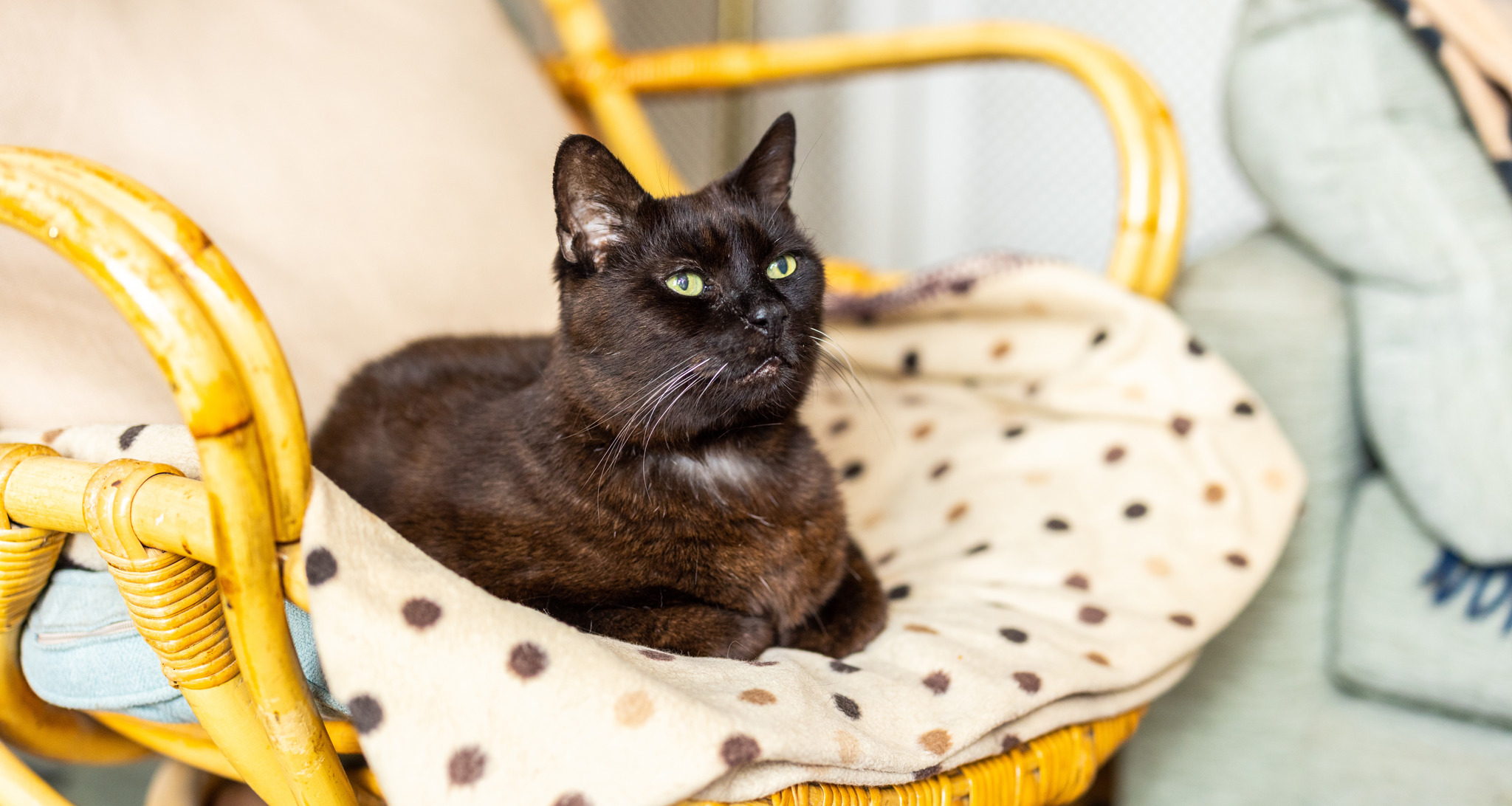 Volunteer with cats | Volunteering | Cats Protection