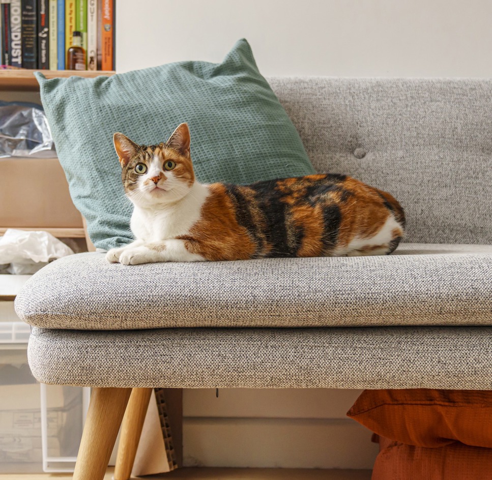 The Cat Manifesto | Campaigns | Cats Protection