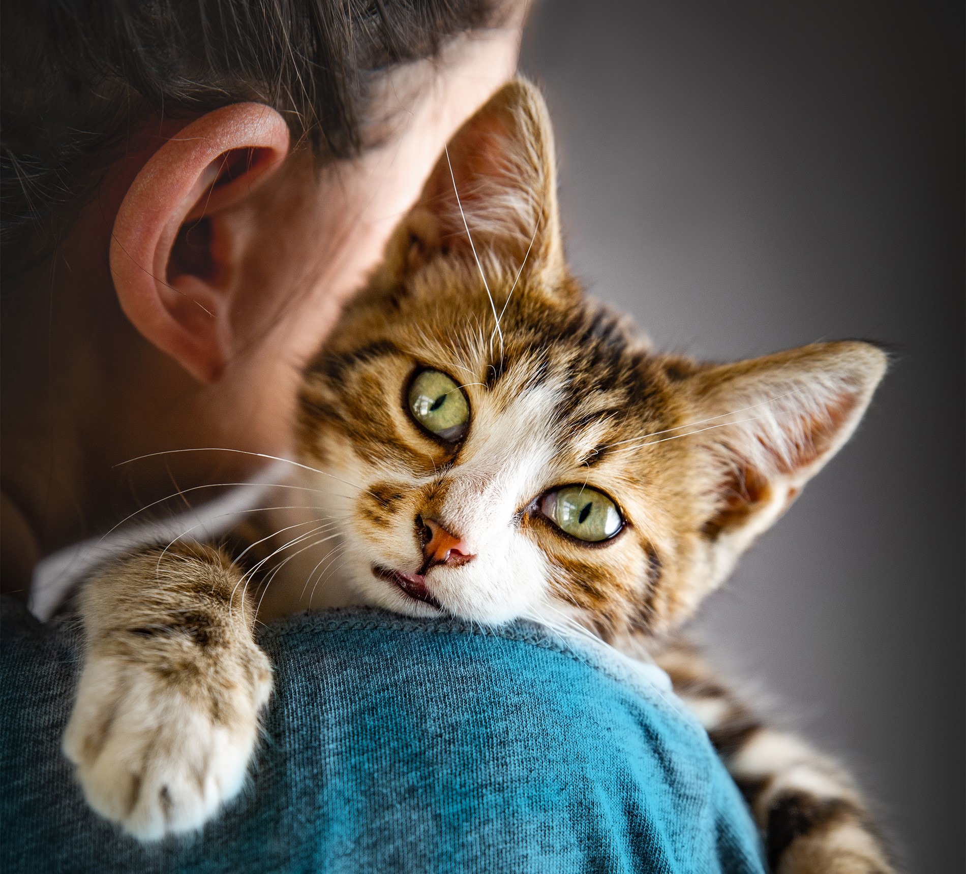 Pet Remembrance Day | Cats Protection