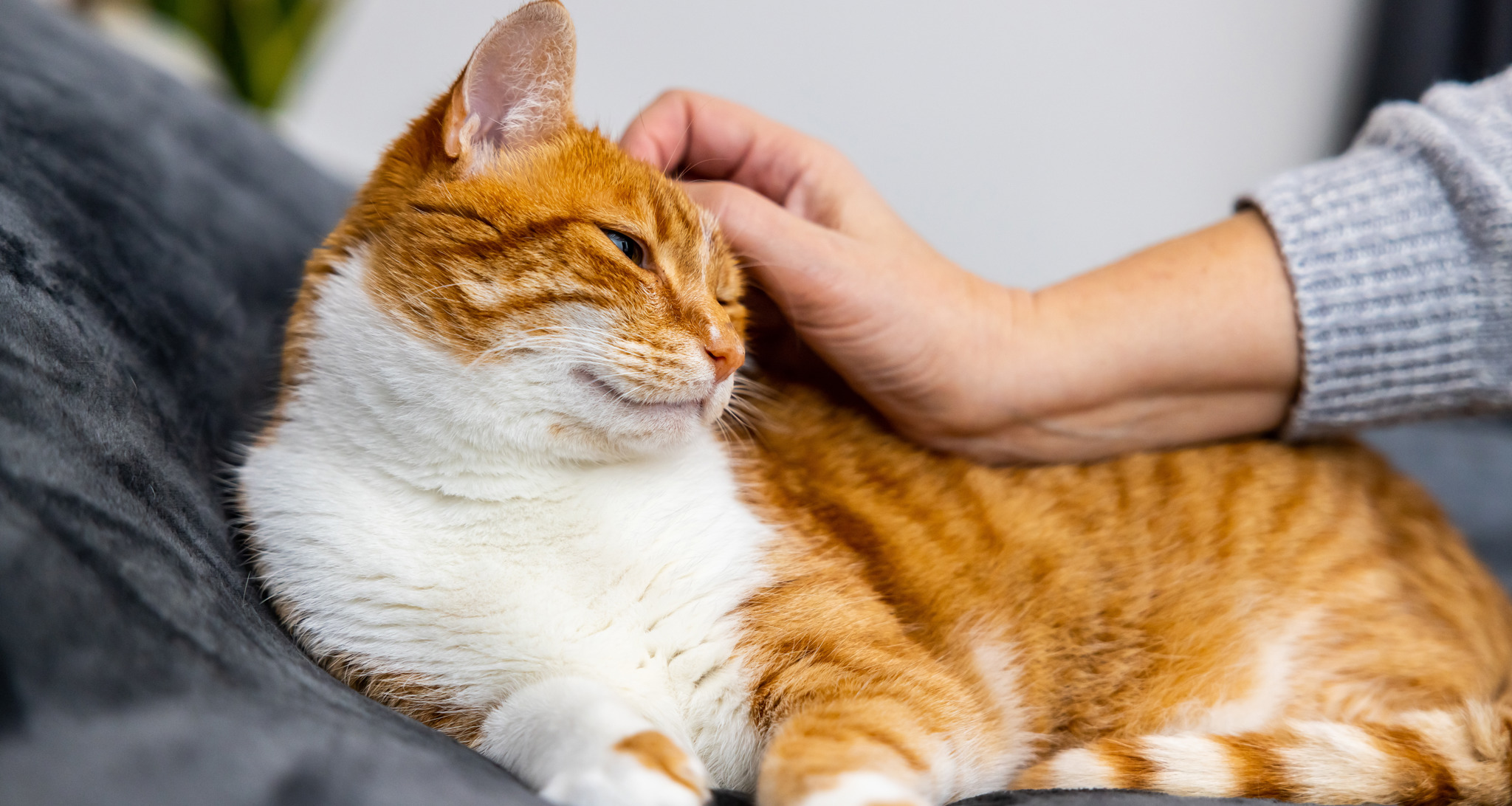 Cat Behaviour Conference | Sign up today | Cats Protection