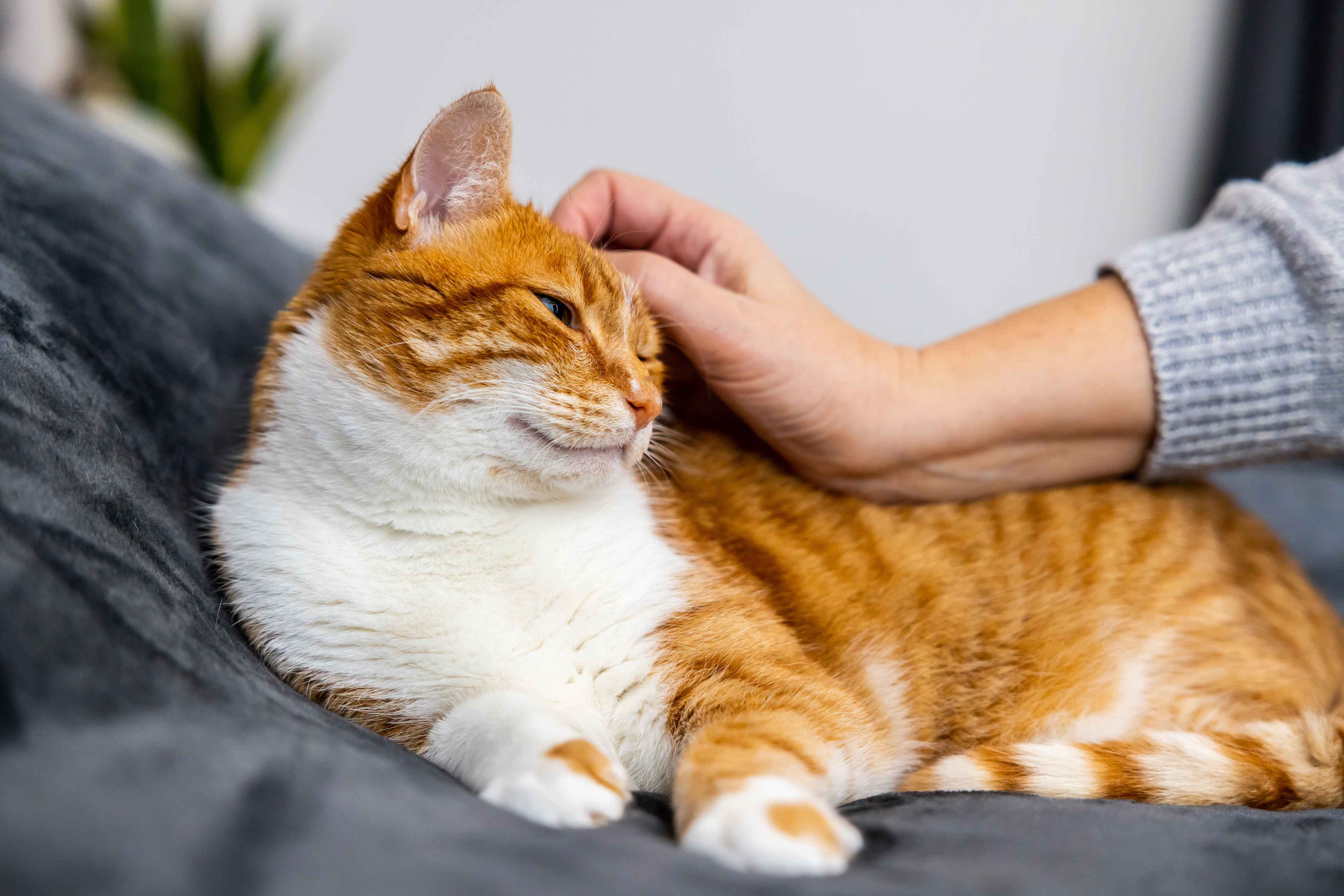 Cat Behaviour Conference | Sign up today | Cats Protection