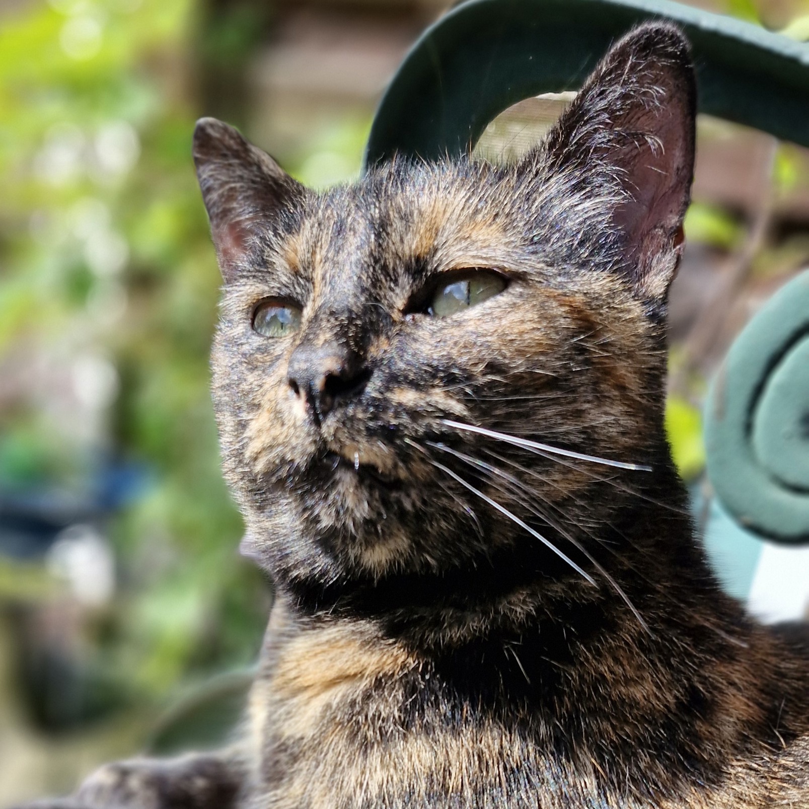 Cats Protection Coventry Branch